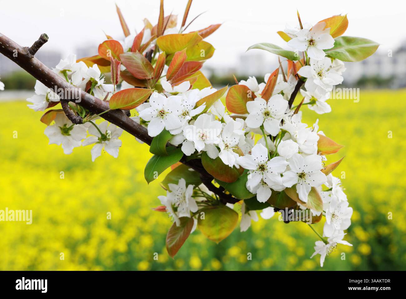 Cole flowers are in full bloom in Shanghai, China, 29 March, 2025 Stock ...