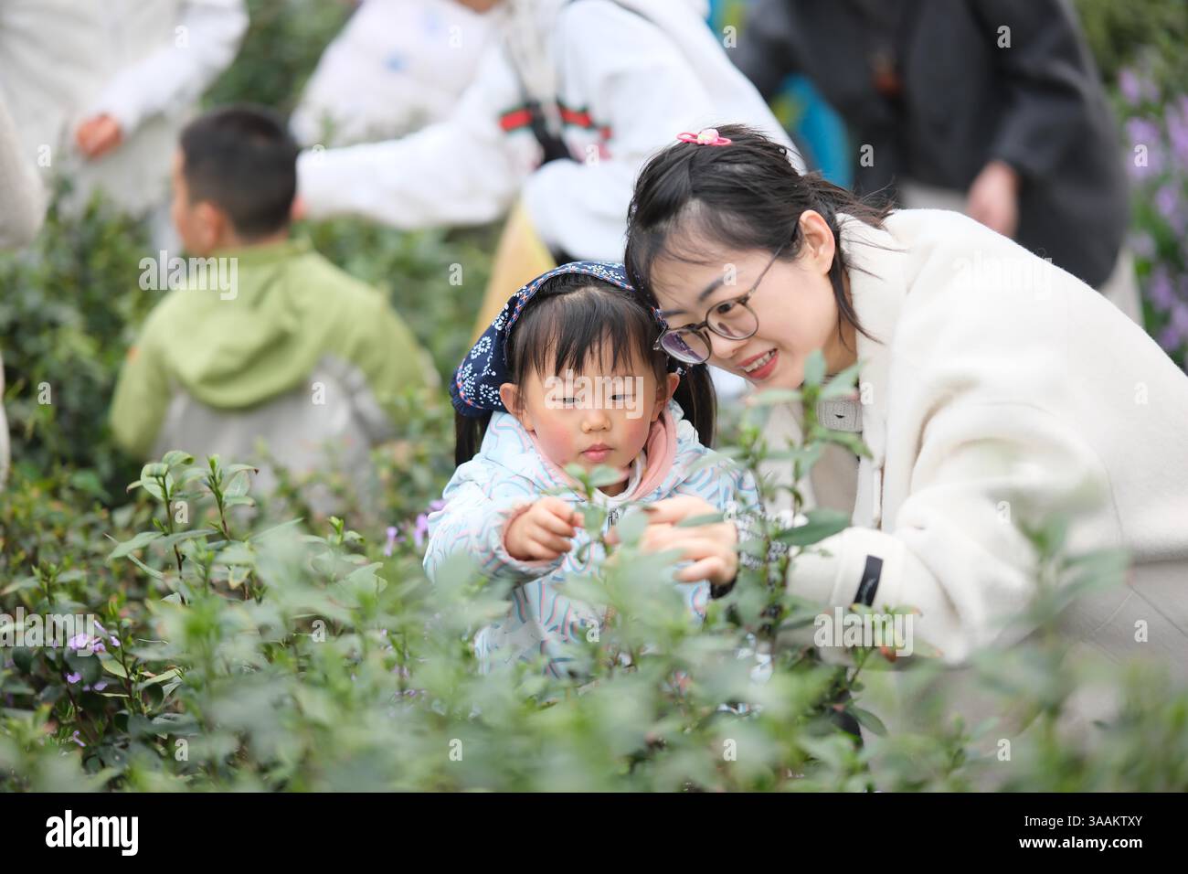People experience picking tea leaves at a tea garden in Nantong City ...