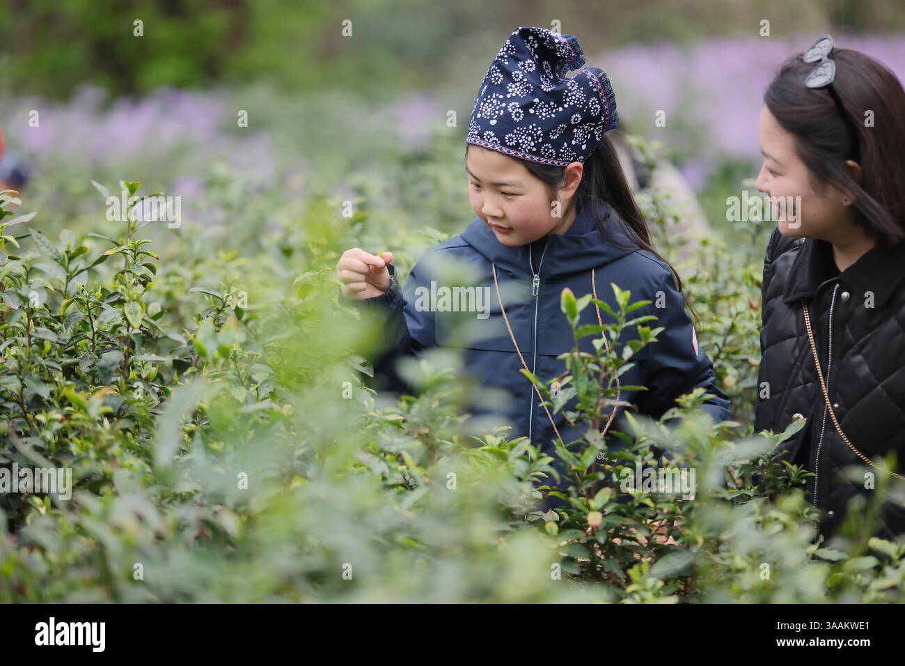 People experience picking tea leaves at a tea garden in Nantong City ...