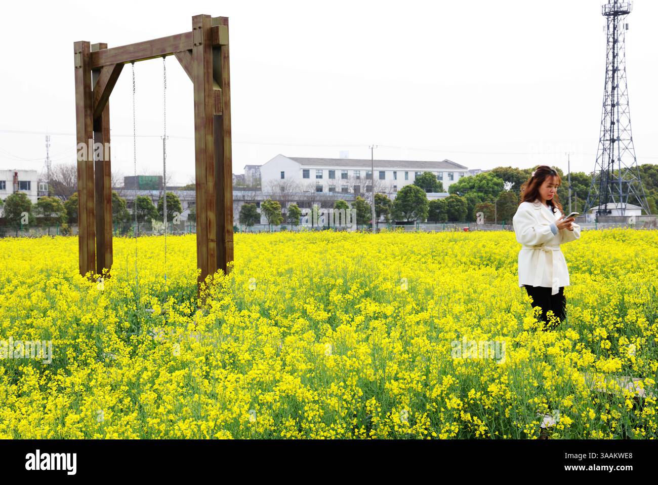 Cole flowers are in full bloom in Shanghai, China, 29 March, 2025 Stock ...