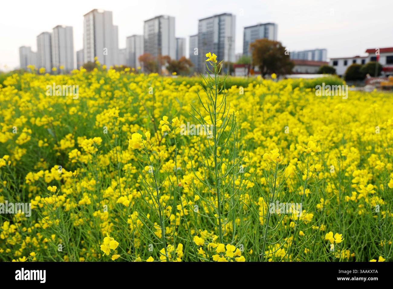 Cole flowers are in full bloom in Shanghai, China, 29 March, 2025 Stock ...