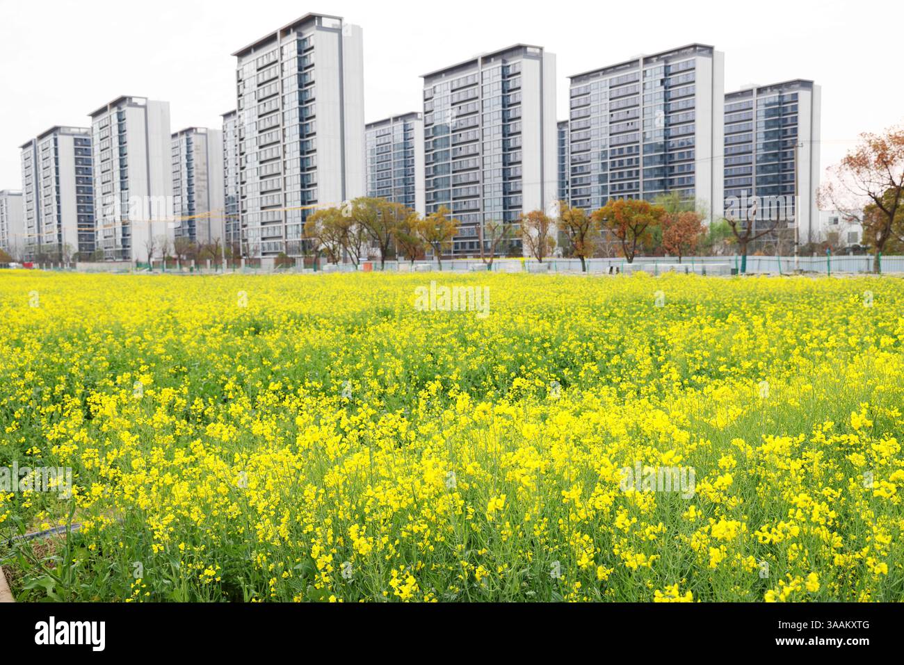 Cole flowers are in full bloom in Shanghai, China, 29 March, 2025 Stock ...