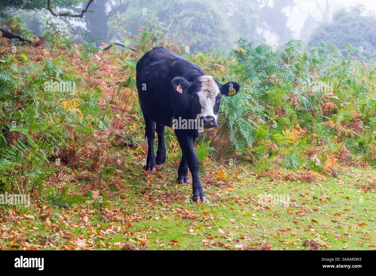 Cow calf in The New Forest Stock Photo - Alamy