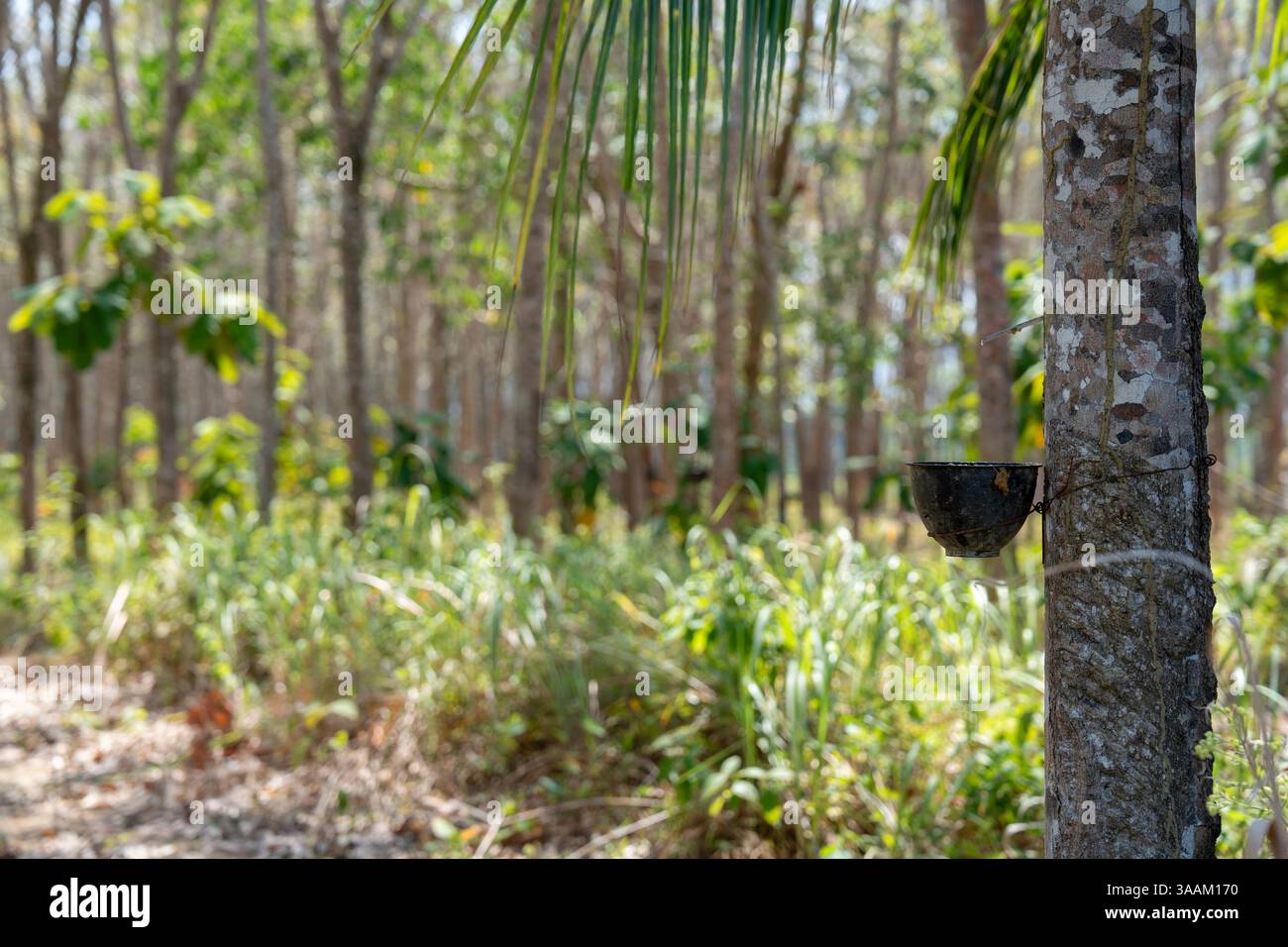 Hevea brasiliensis or Para rubber tree, sharinga tree, seringueira is ...