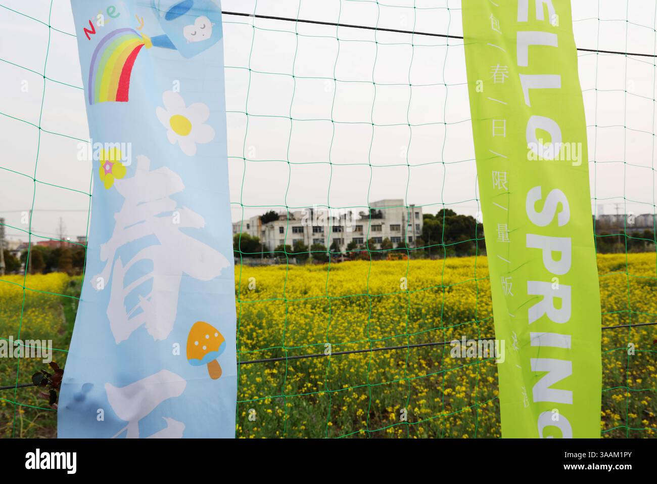 Cole flowers are in full bloom in Shanghai, China, 29 March, 2025 Stock ...