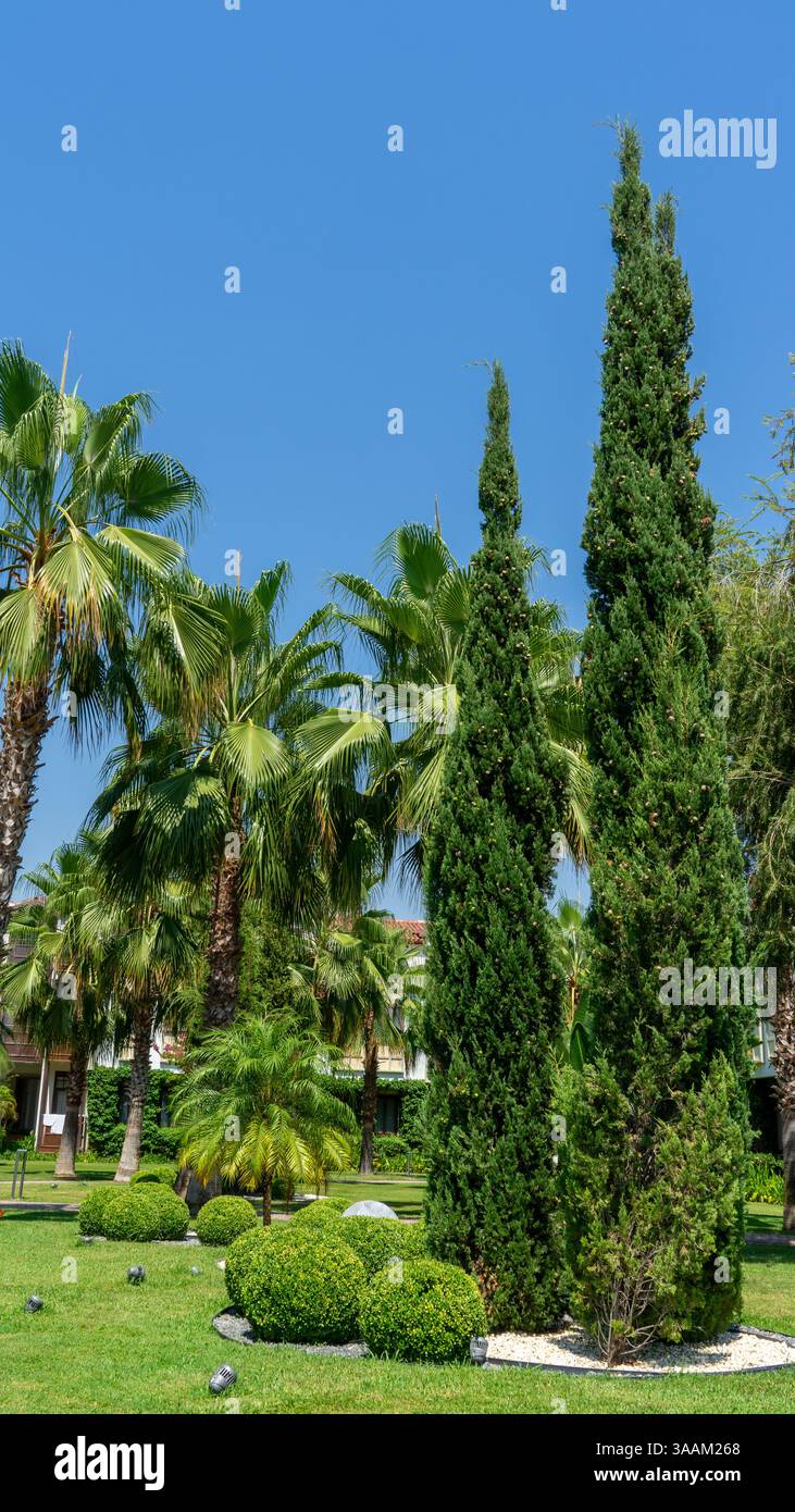 Curly bush cutting hi-res stock photography and images - Alamy