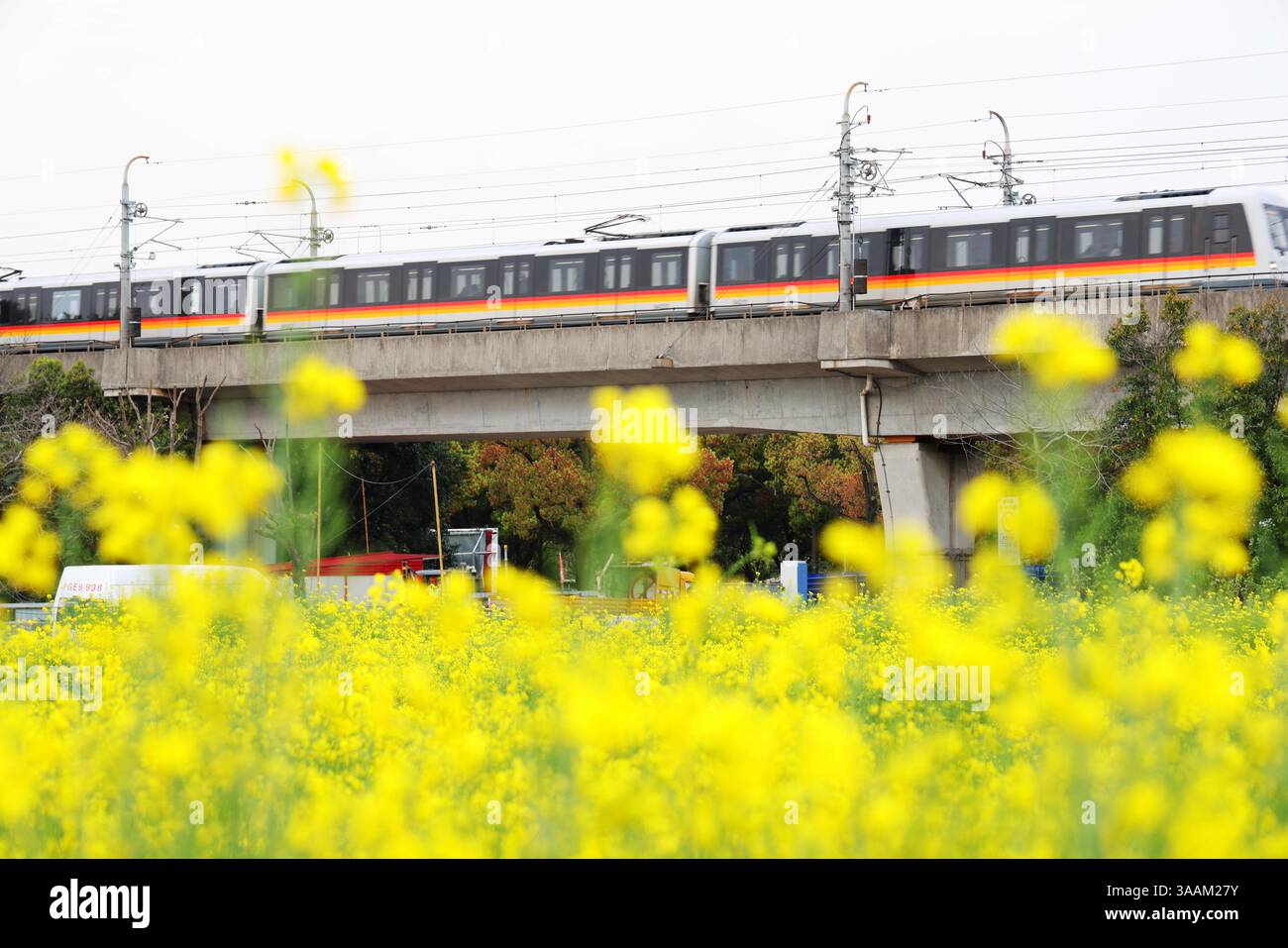 Cole flowers are in full bloom in Shanghai, China, 29 March, 2025 Stock ...