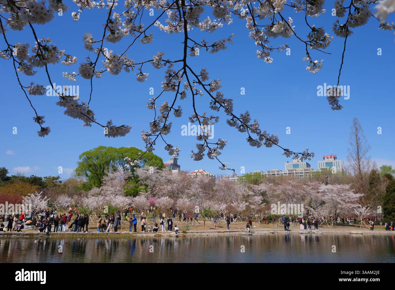 Cherry blossoms at Yuyuantan Park draw visitors in Beijing, China, 29 ...