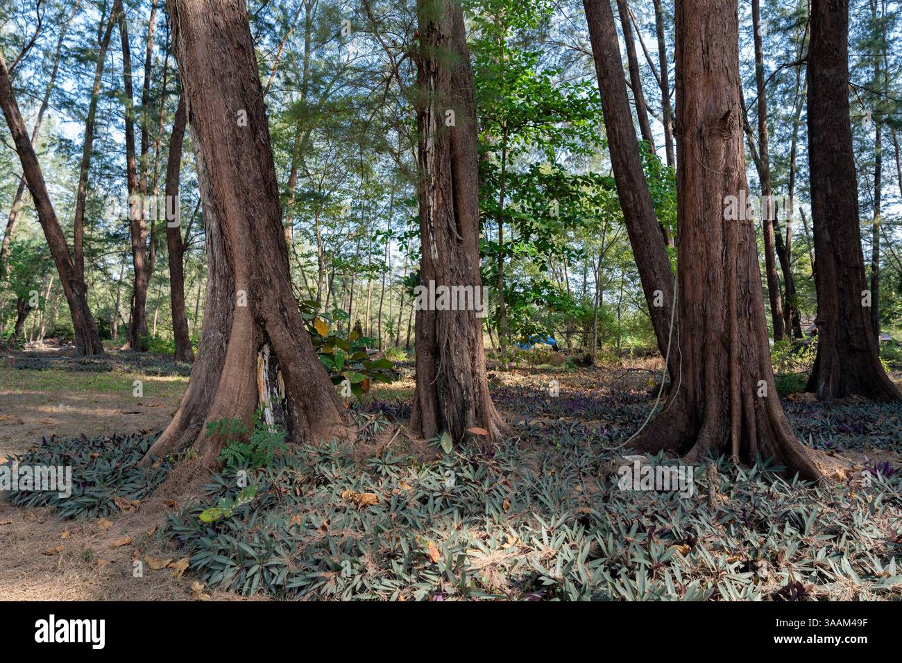 Sirinat National Park in Phuket Province, Thailand. This park with sections on land and sea is ...
