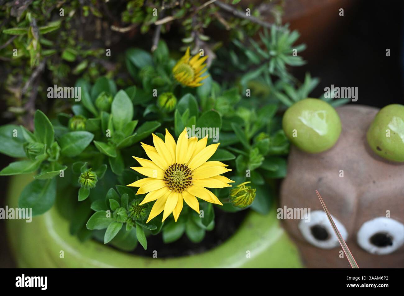 Bright yellow Osteospermum African daisies in bloom in quirky garden ...