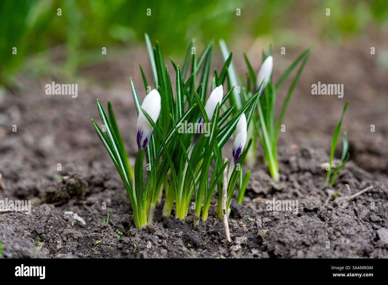 Crocus flowers begin to bloom in a garden, showcasing white petals with ...