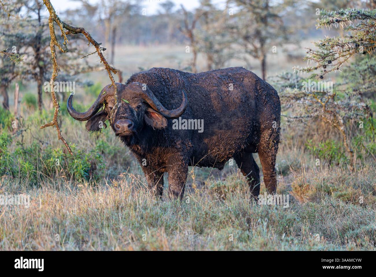Ageing but ferocious bull Cape Buffalo with mud caked all over body for ...