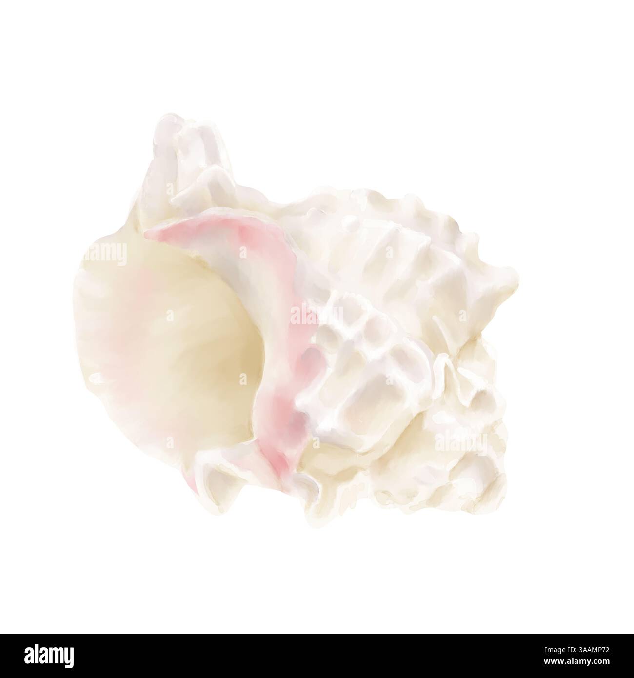 Underwater pink murex clam in white shell with spikes. Digital ...