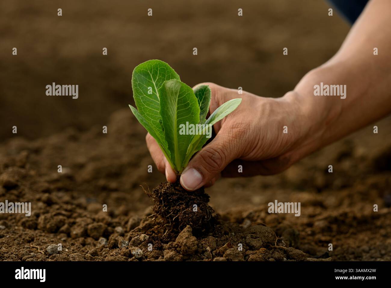 Hand planting a leafy green vegetable seedling into the earth. Eco ...