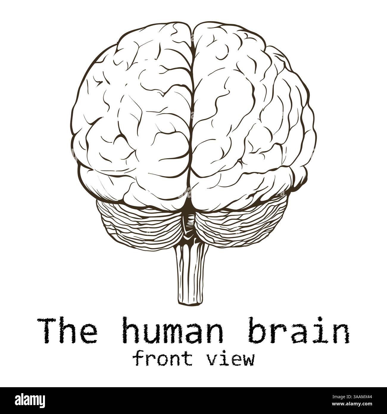 Human brain anatomy organ Stock Vector Images - Alamy