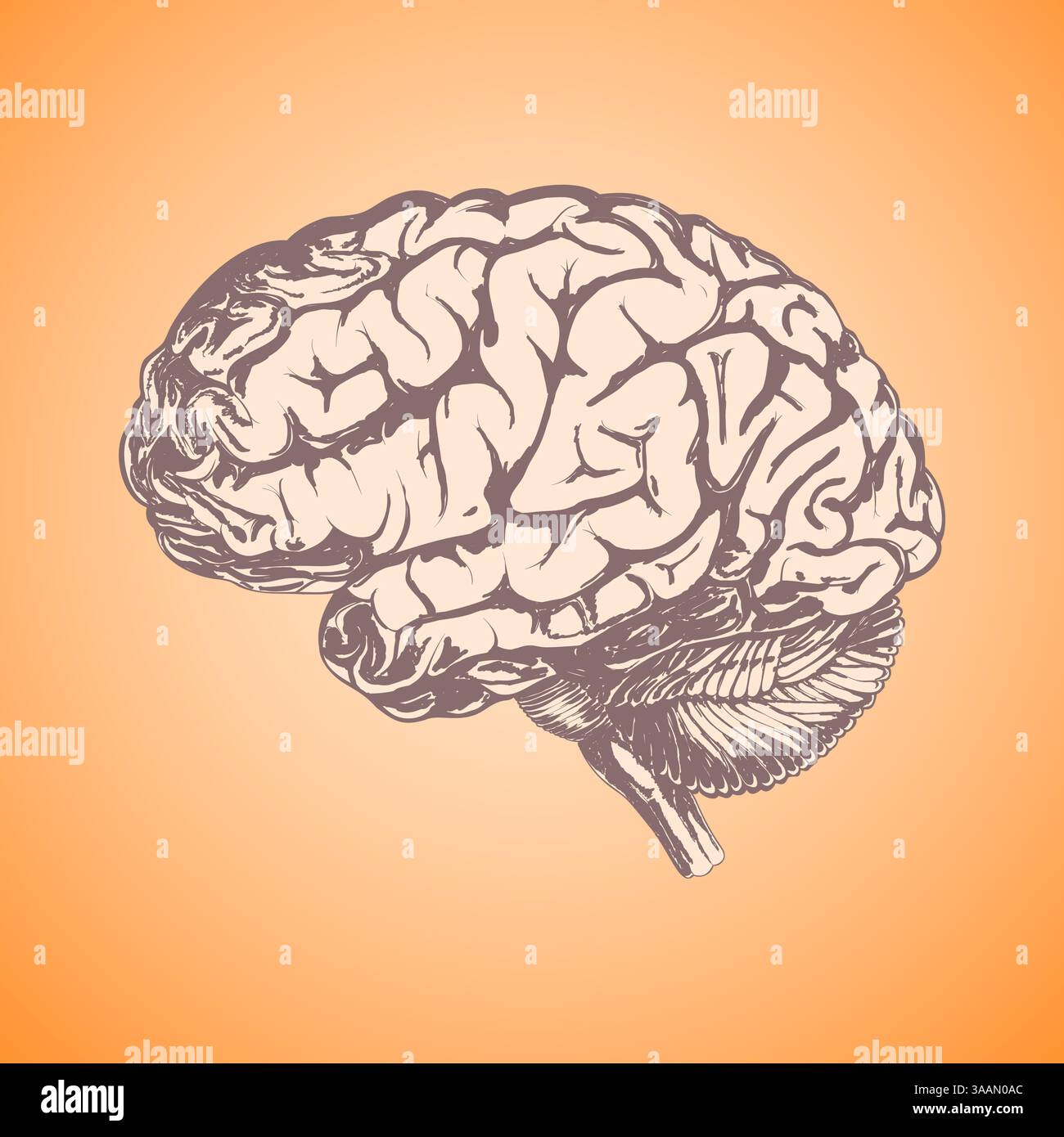 Human brain hand-drawn in brown tones as a blank for your design ideas ...