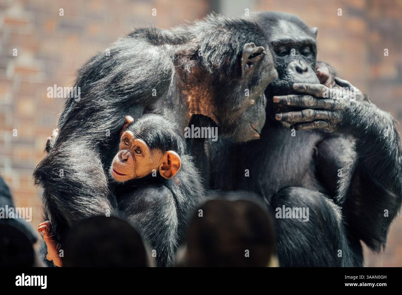 Chimpanzee family with mother father and baby at Taronga Zoo Mosman ...