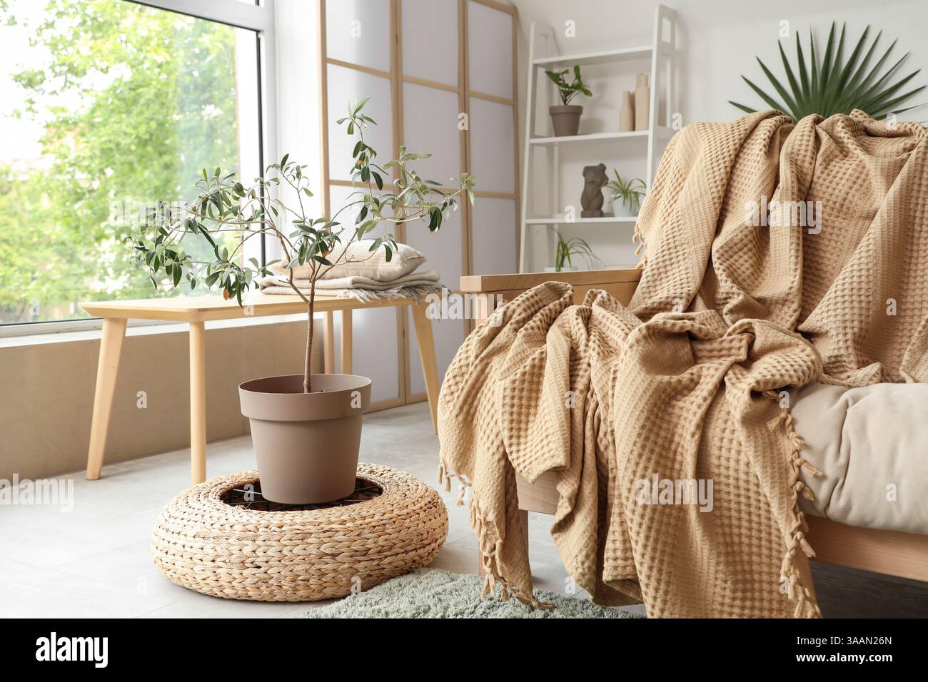 Comfortable sofa with plaid and decorative olive tree Stock Photo - Alamy