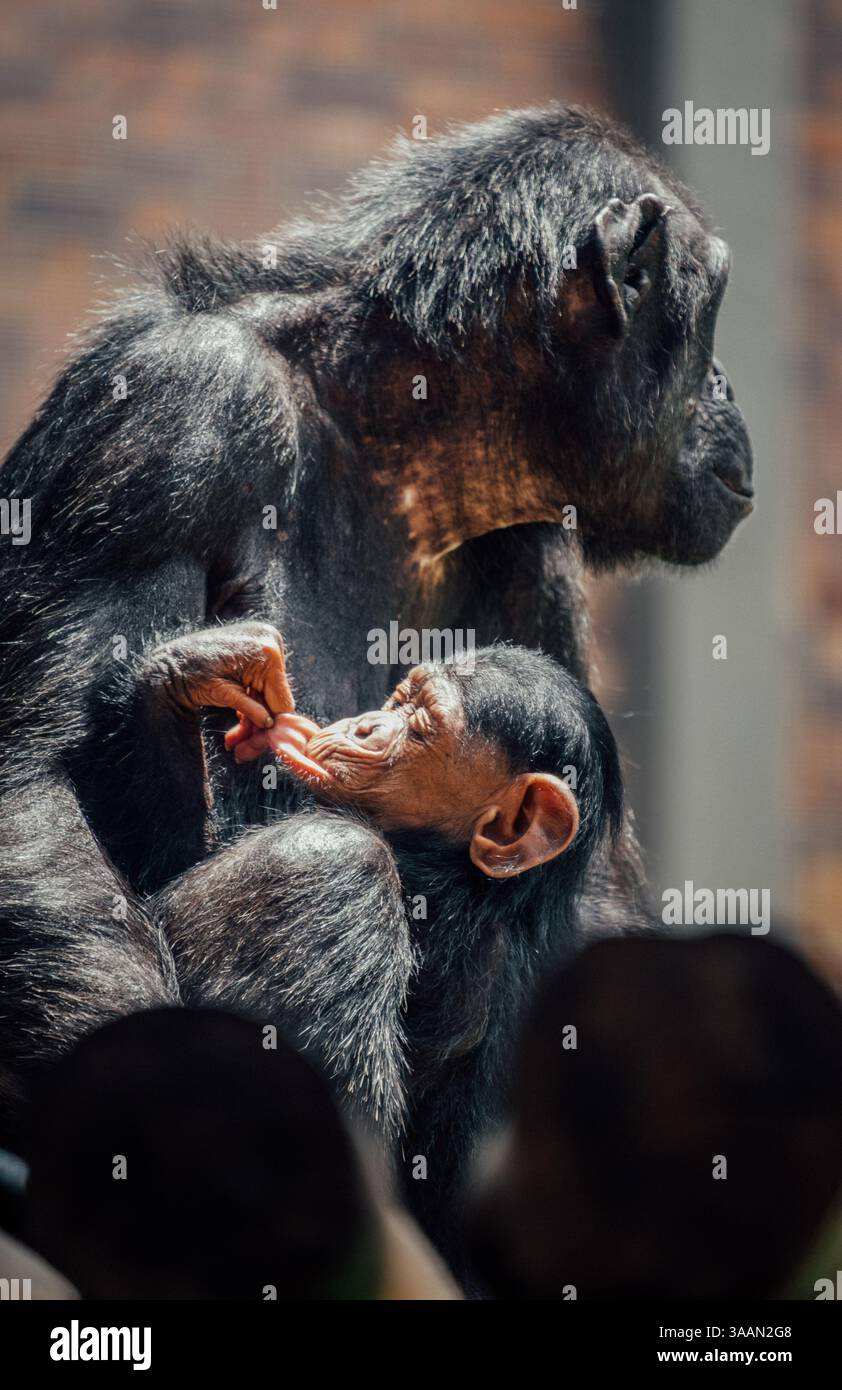 Chimpanzee mother and funny curious baby pulling lip out at Taronga Zoo ...