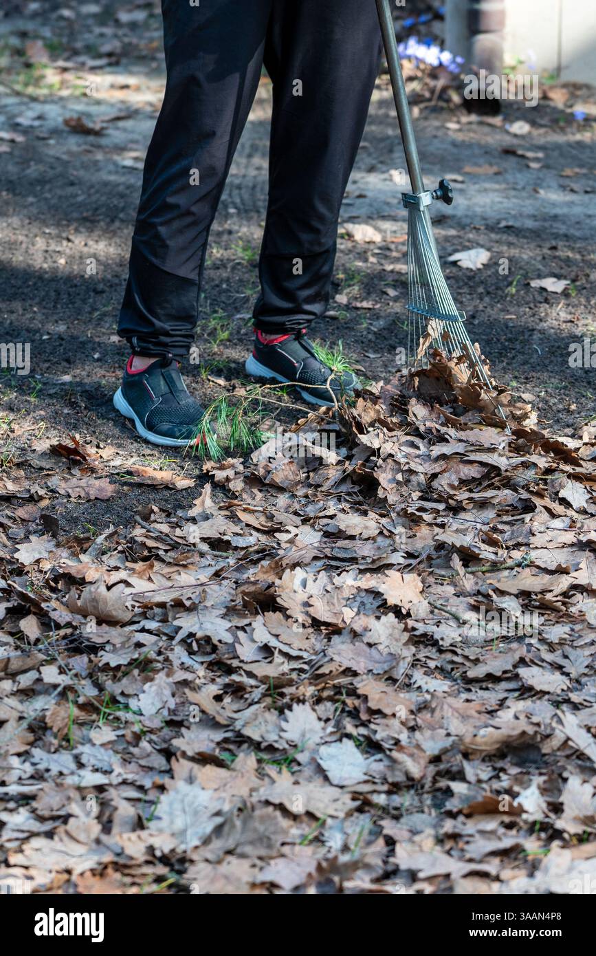 person cleaning old leaves from the lawn after winter in spring with a ...
