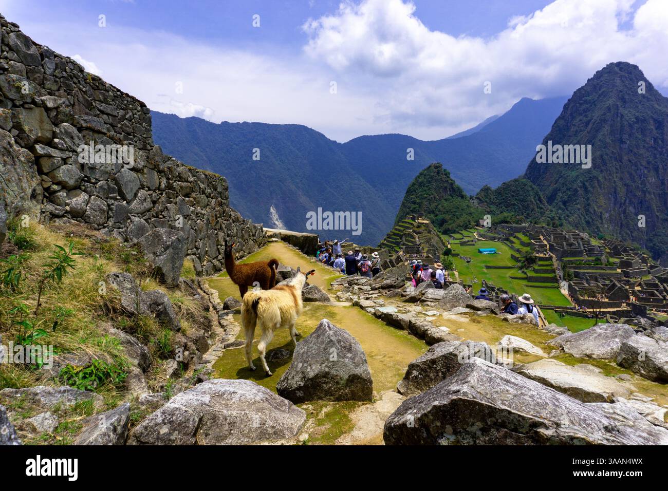Iconic Machu Picchu Ruins with Visitors and Llamas Roaming the Green ...