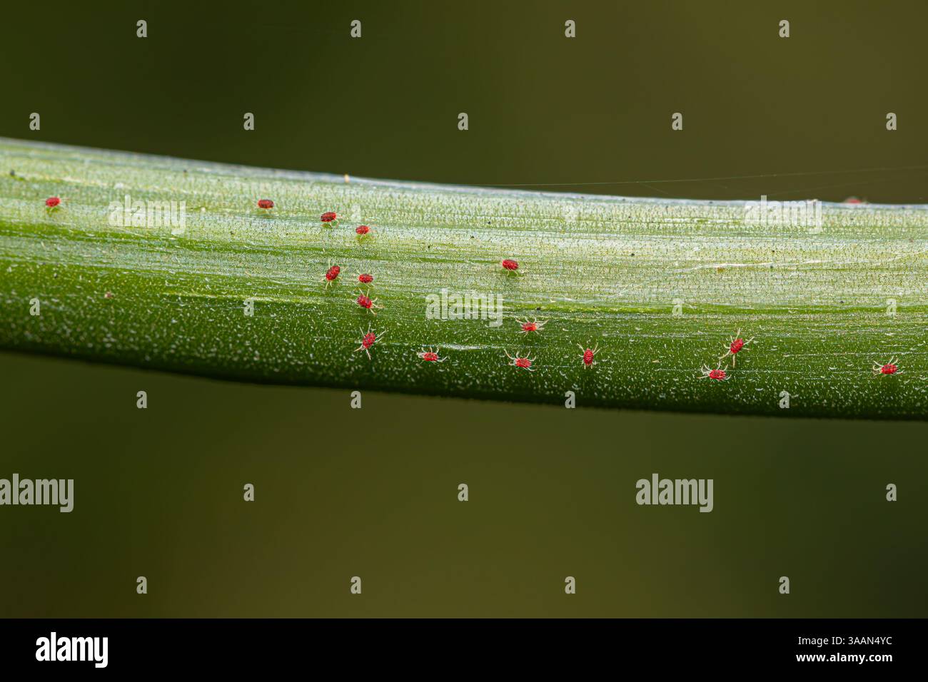 Closeup red spider mite (plant-feeding mite) on crop branch Stock Photo ...