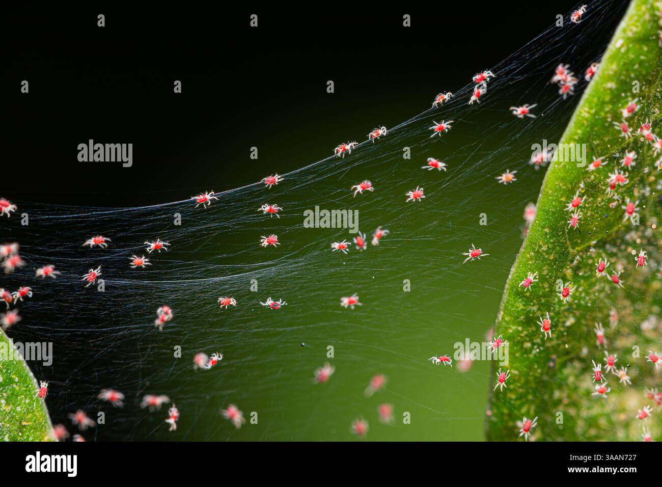 Red spider mite on silk webbing colony Stock Photo - Alamy