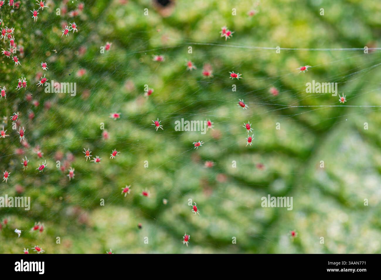 Closeup plant pest red spider mite (plant-feeding mite) on the crop ...