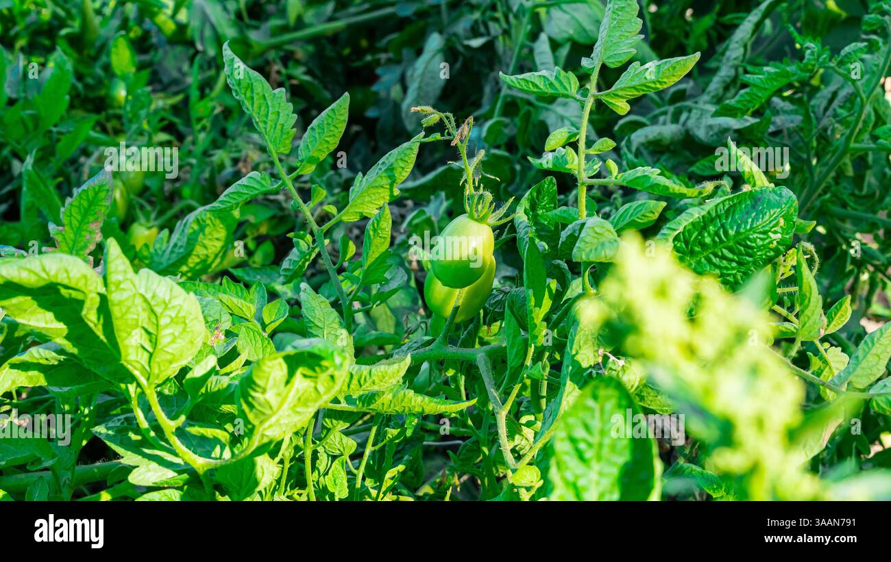 Baby vegetables planting in nursery greenhouse with drip irrigation ...