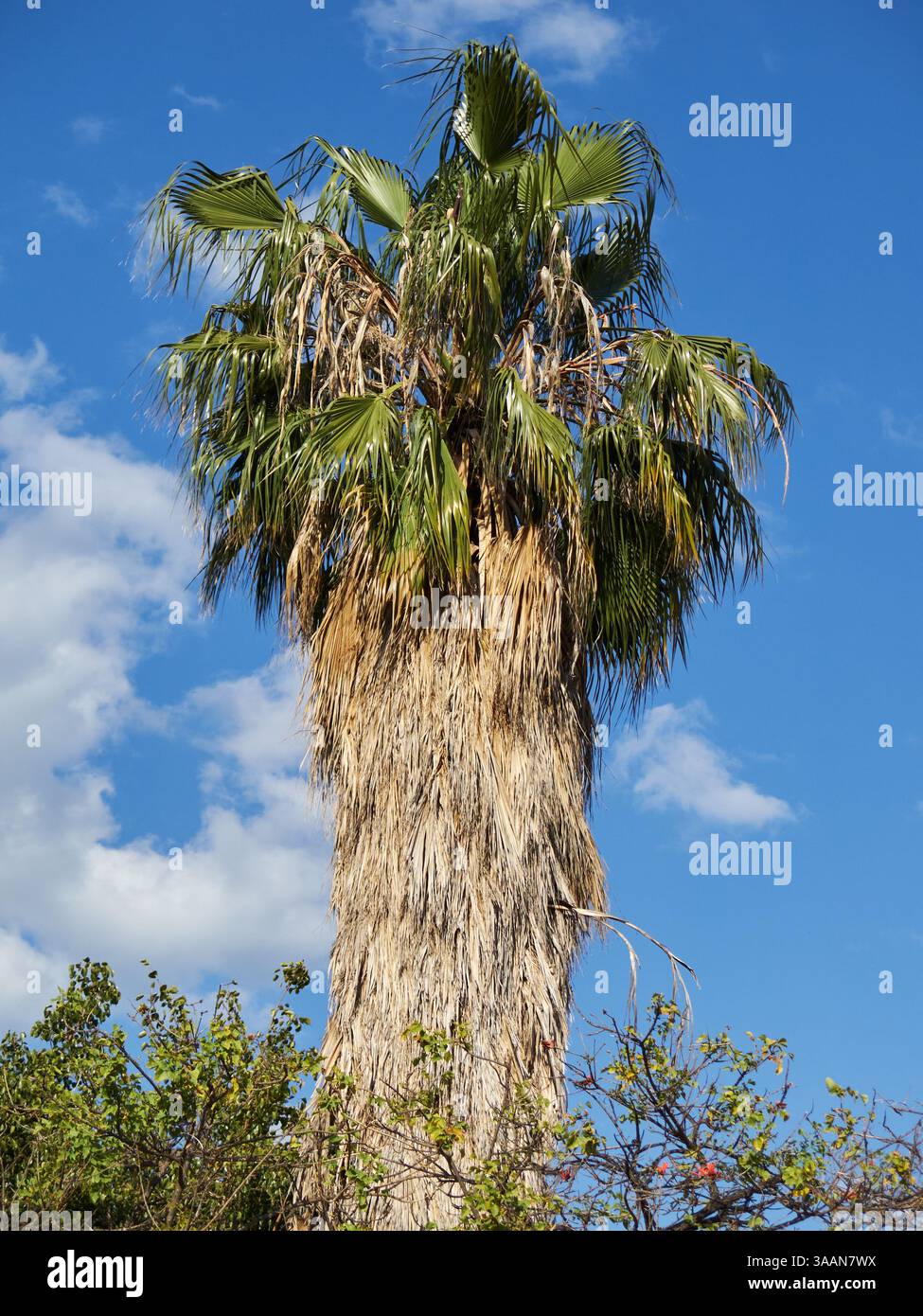 Washingtonia palm tree with its trunk covered with dry leaves ...