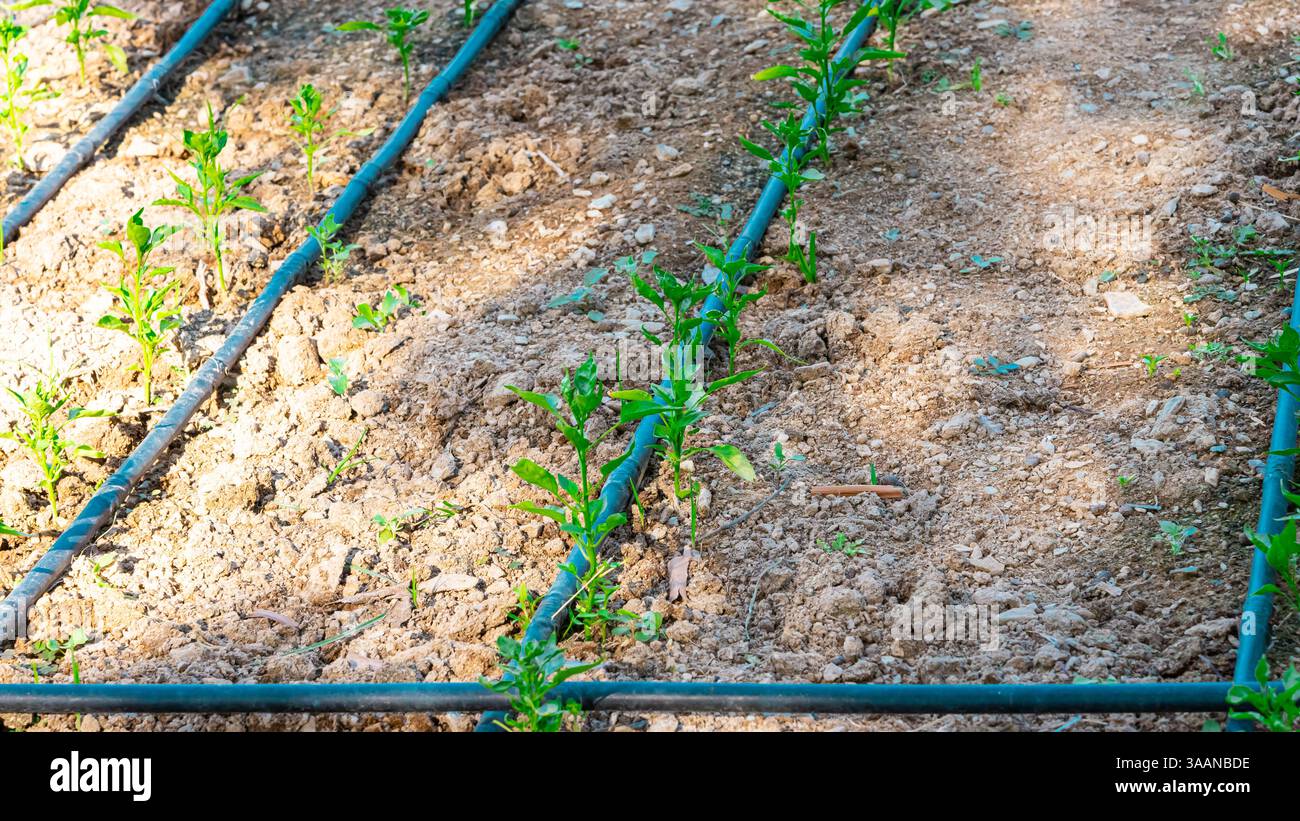 Baby vegetables planting in nursery greenhouse with drip irrigation ...