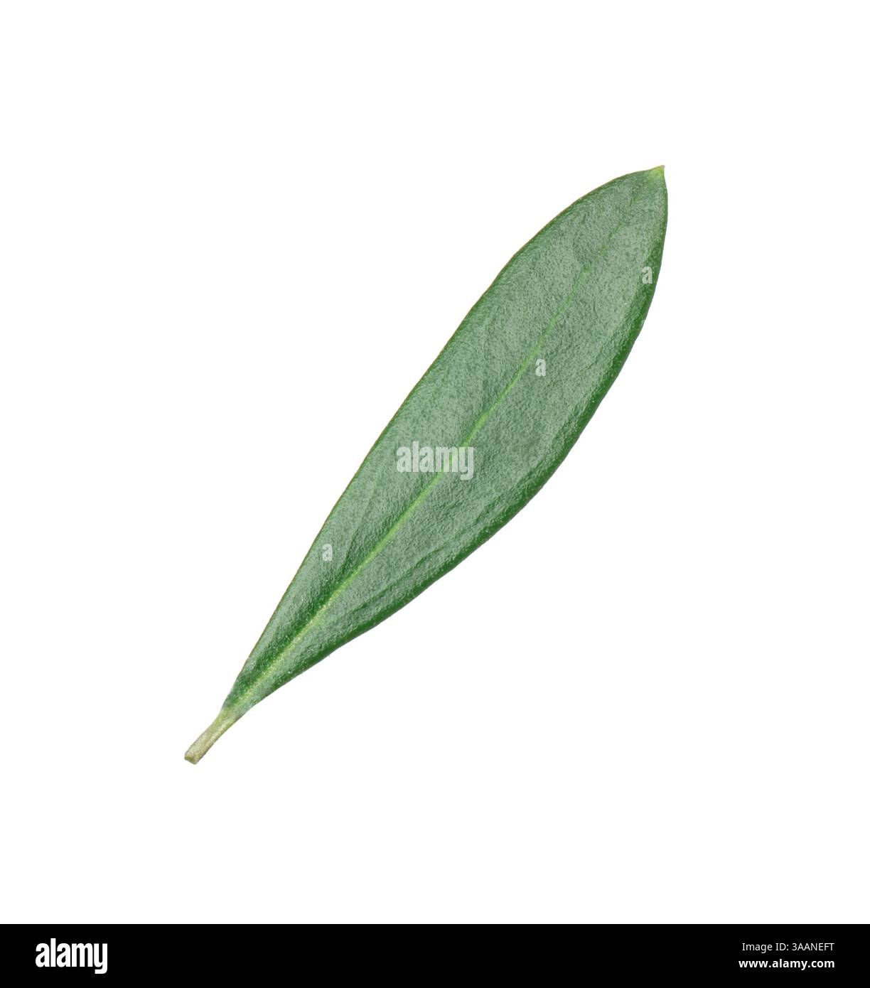 Fresh green olive leaf isolated on white Stock Photo - Alamy