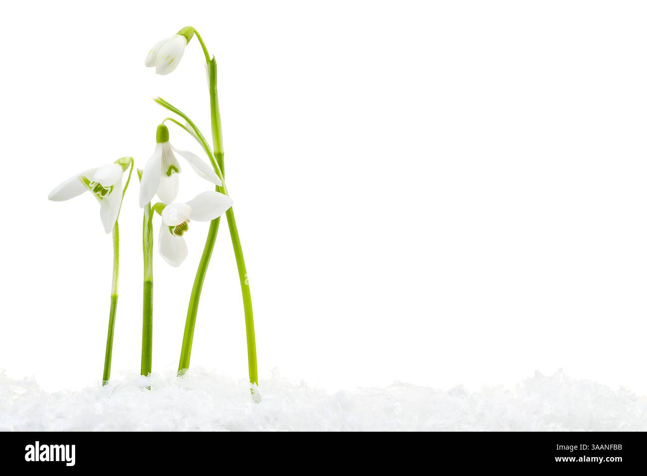 Beautiful snowdrops on snow against white background Stock Photo - Alamy