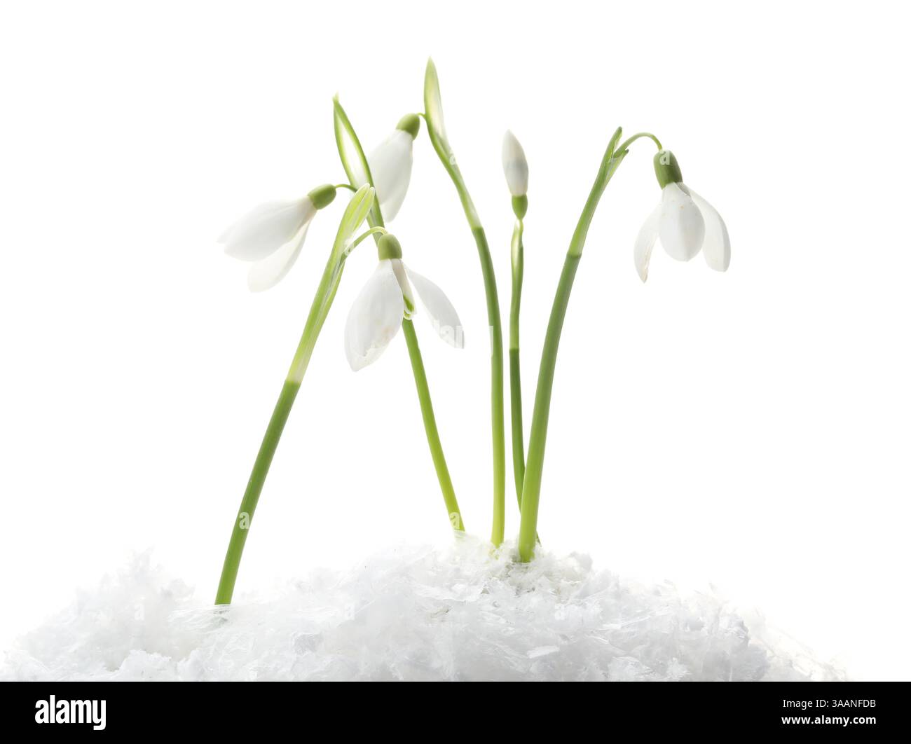 Beautiful snowdrops on snow against white background Stock Photo - Alamy