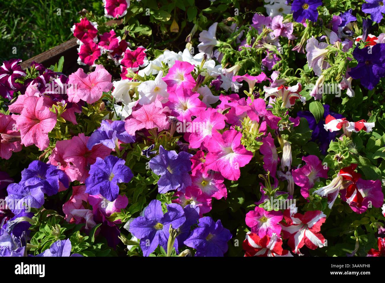 A vibrant flower bed filled with various colors of petunias. The ...