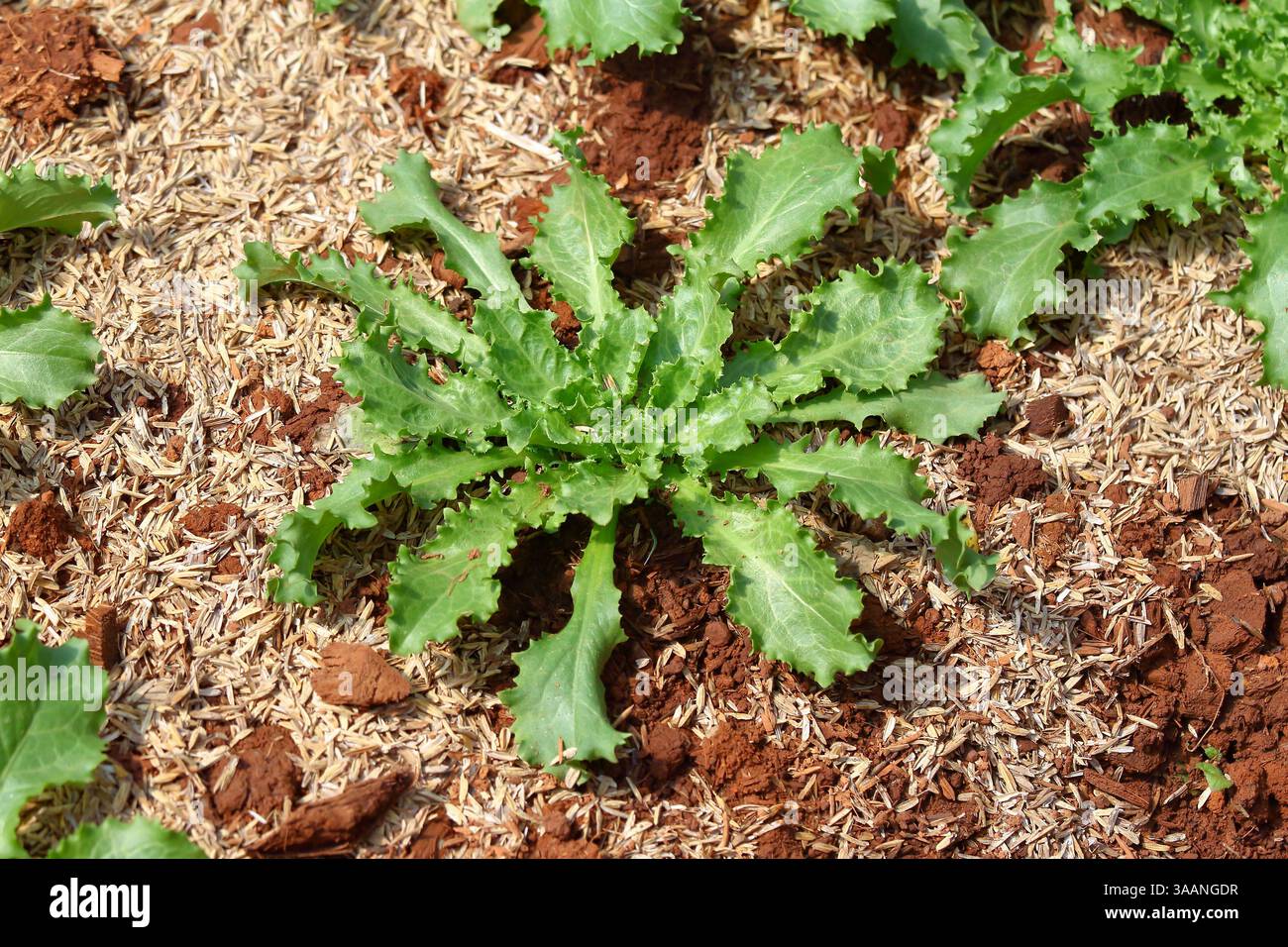 Closeup endive growing on the garden bed, a leaf vegetable Stock Photo ...