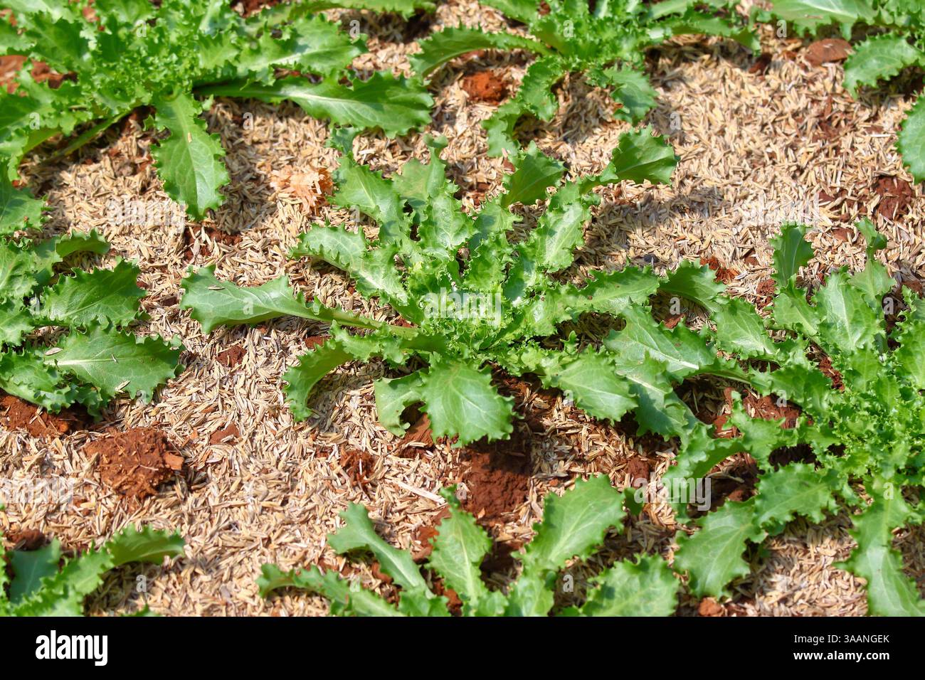 Endive growing on the garden bed, a leaf vegetable Stock Photo - Alamy