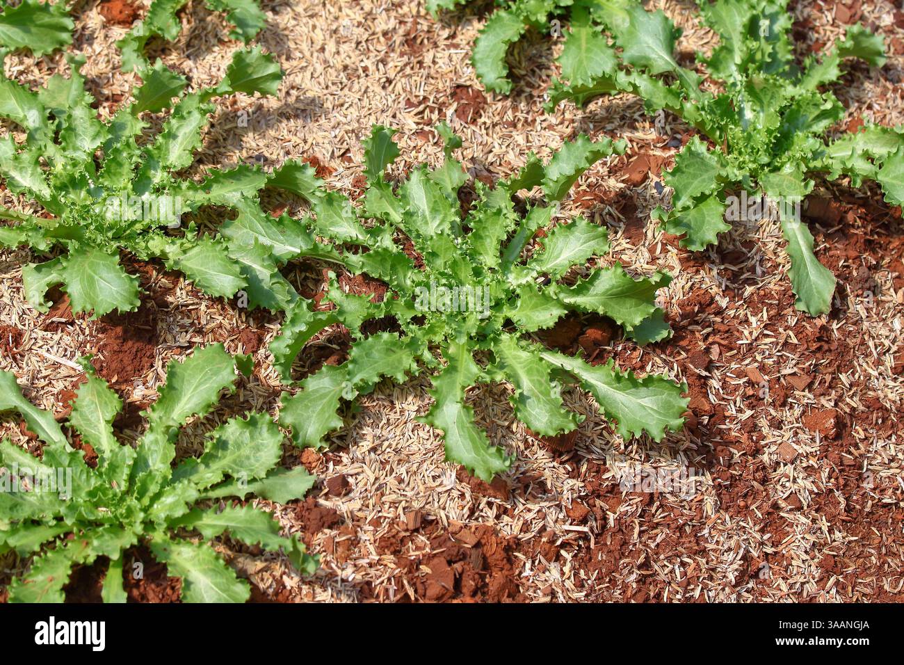 Endive growing on the horticulture garden bed, a leaf vegetable Stock ...