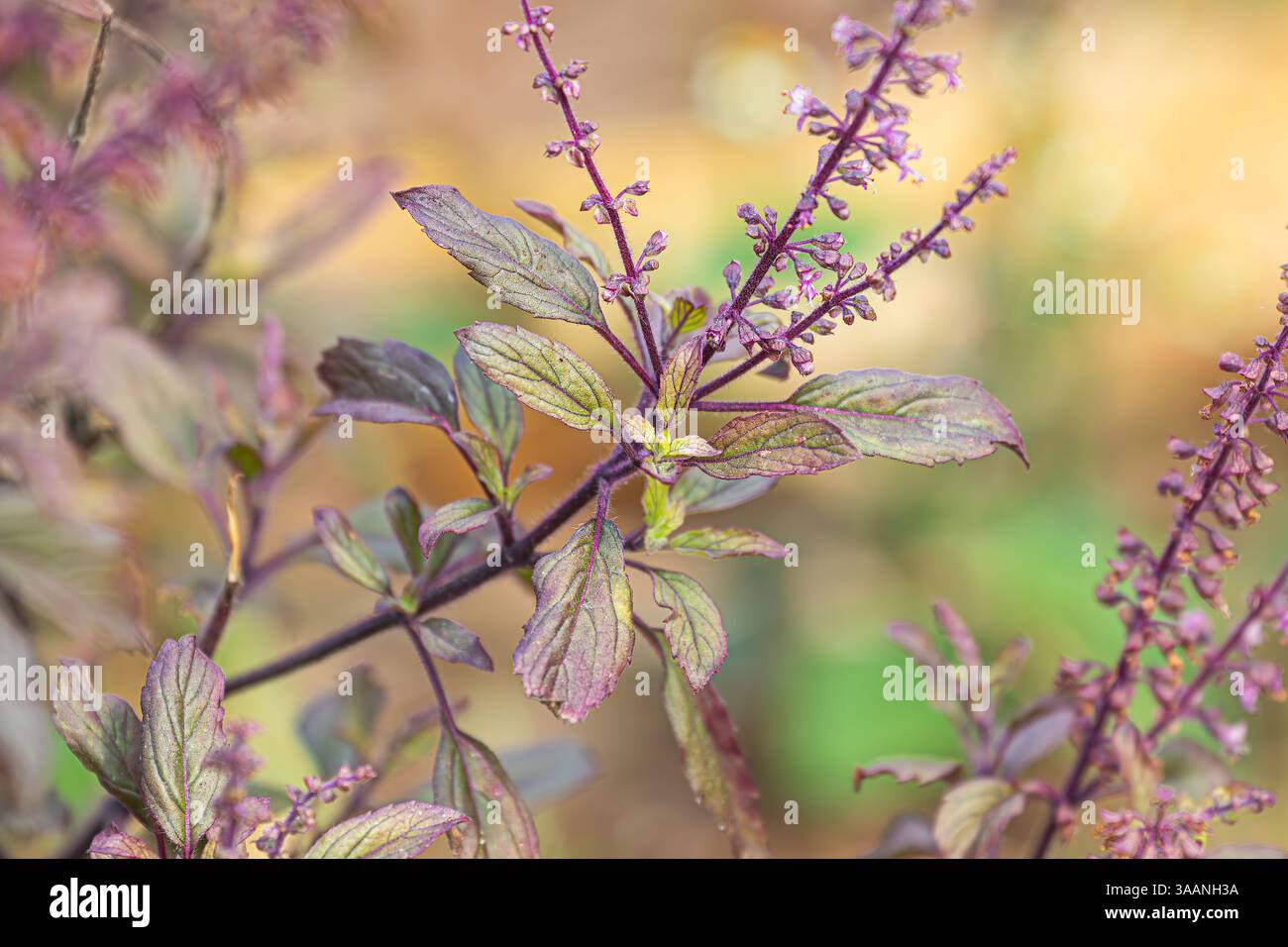 Closeup Thai holy basil, Sacred basil, Tulsi, Tulasi (Ocimum ...