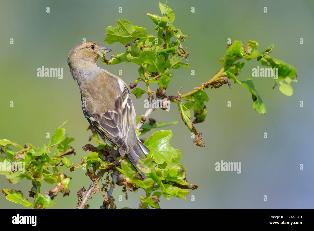Common Chaffinch (Fringilla coelebs) female with caught caterpillars in ...