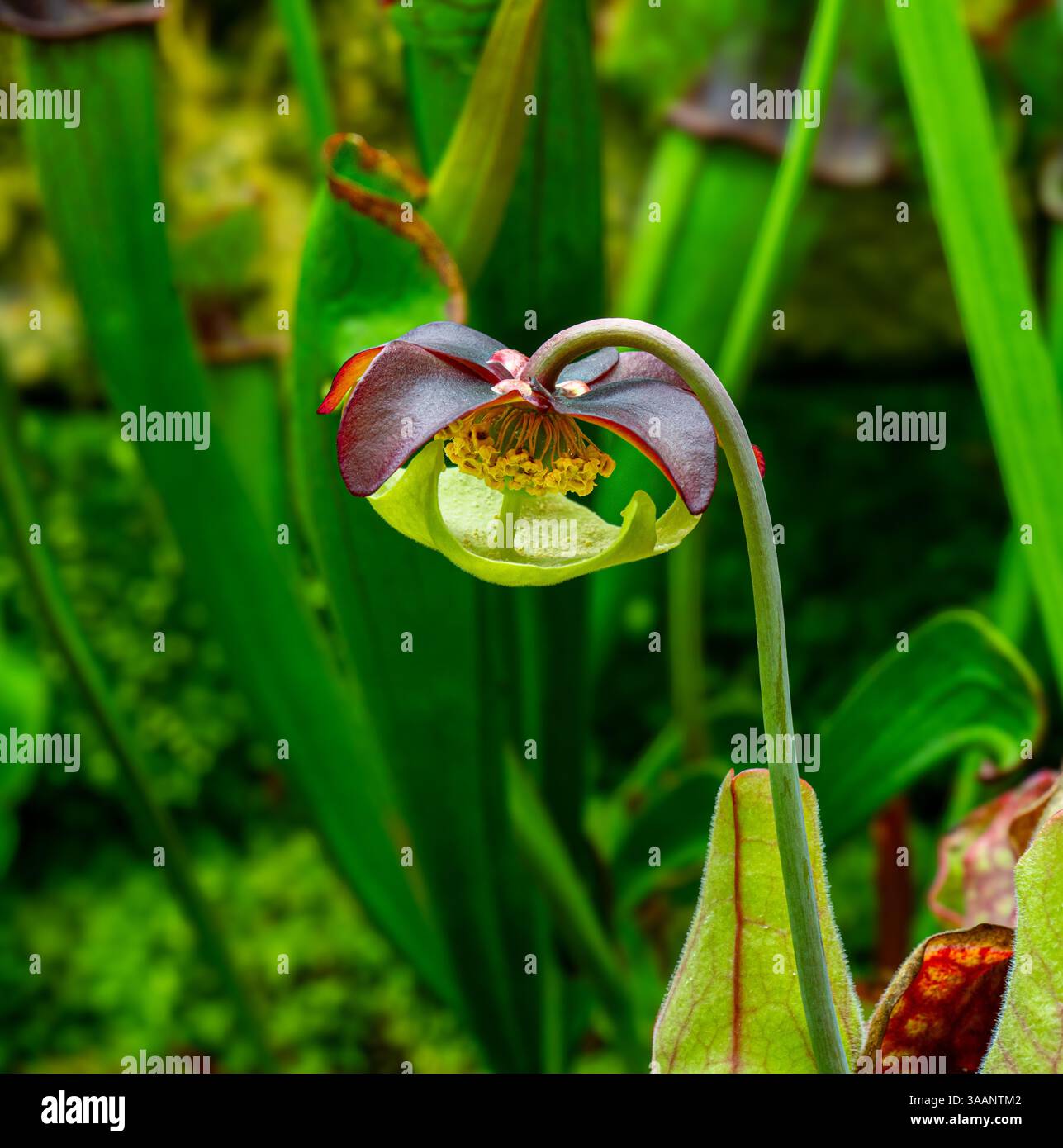 Sarracenia purpurea subsp venosa, The Huntsman's Horn or Pitcher Plant ...