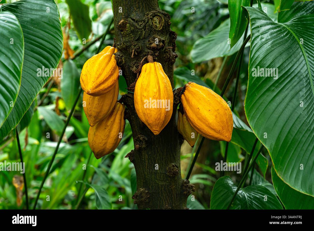 Cacao tree or cocoa tree (Theobroma cacao) is an evergreen tree native ...