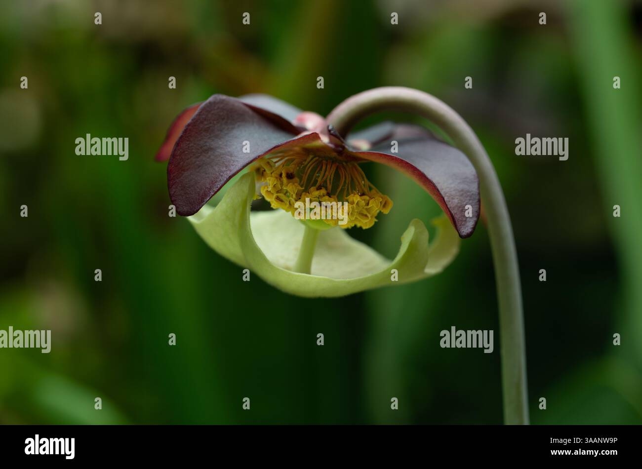 Sarracenia purpurea subsp venosa, The Huntsman's Horn or Pitcher Plant ...