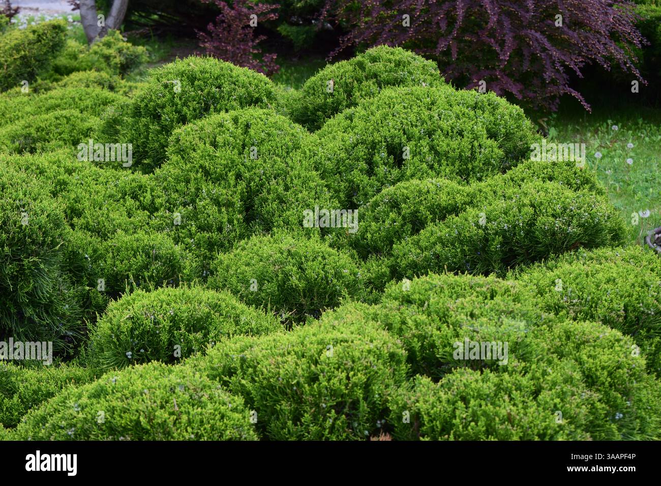 A garden with well-tended shrubs of deep green color, arranged in a ...