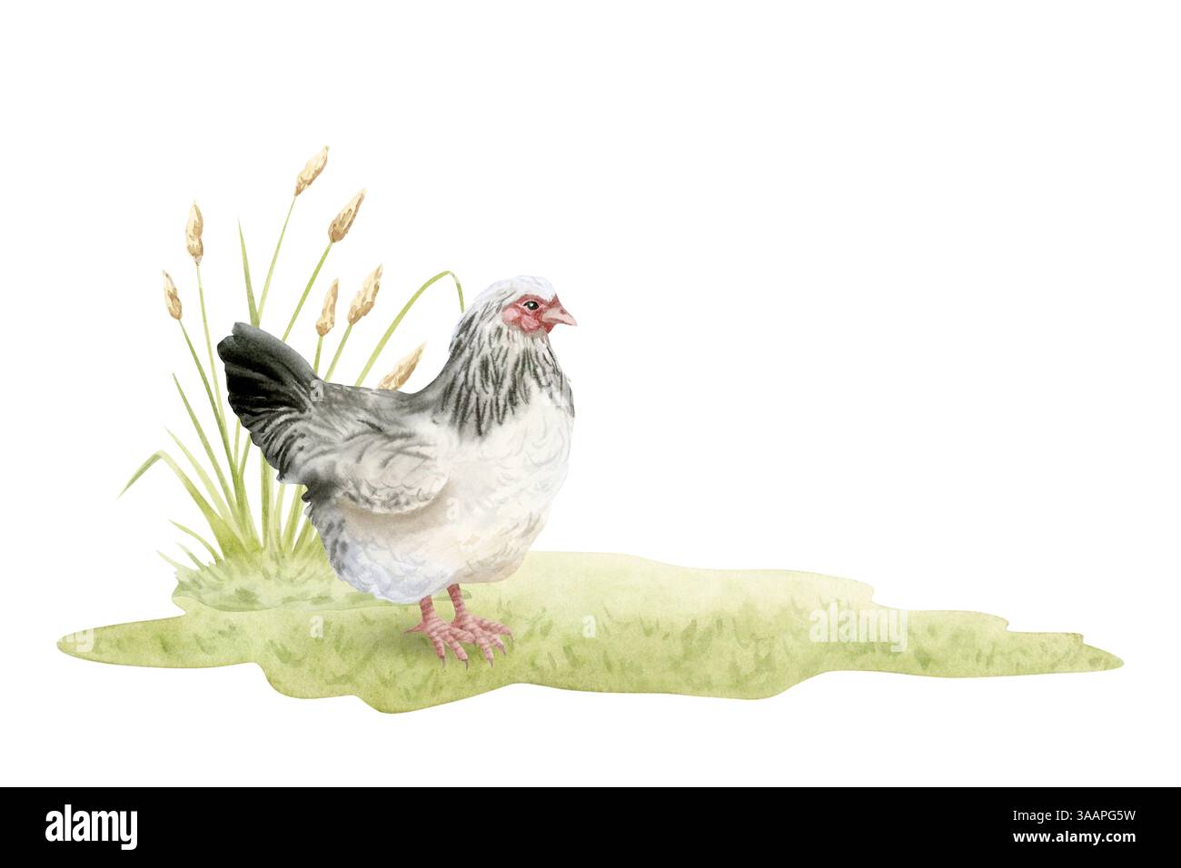Watercolor chicken hen grazing on field grass isolated illustration. Realistic farm white and ...