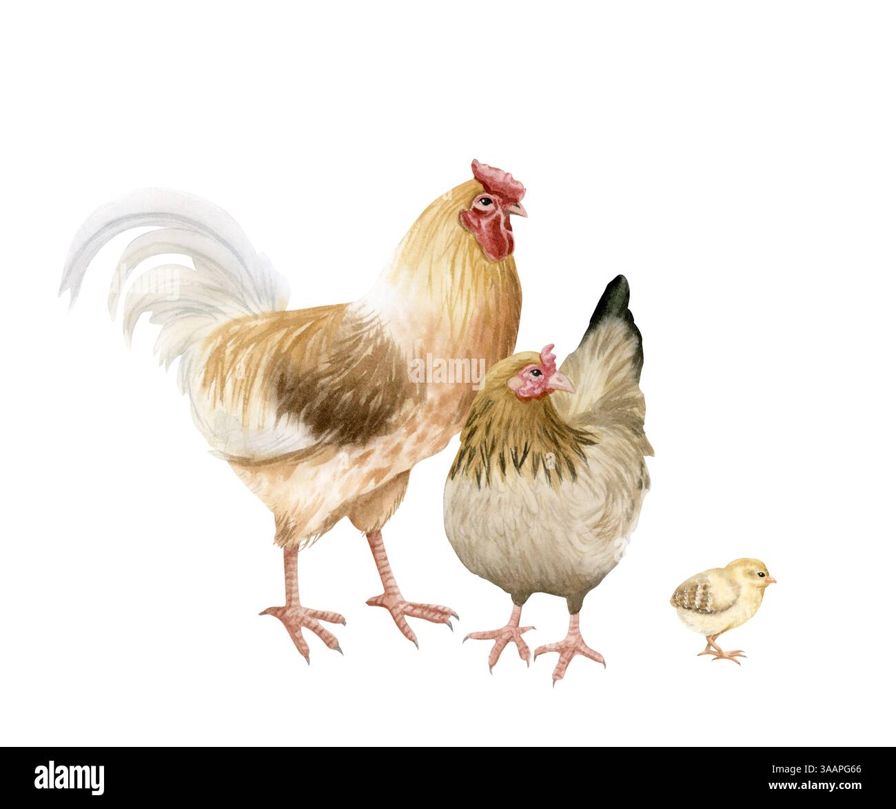 Chicken family with rooster, mother hen and baby chick watercolor ...