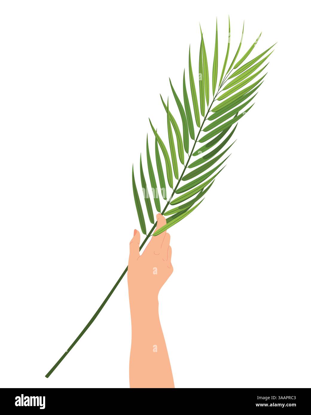 Palm Sunday celebration. Hand raised with palm branche on white ...