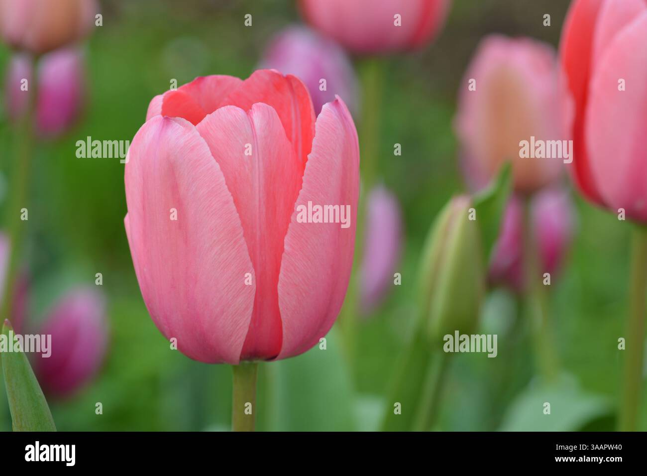 Beautiful pink tulip flowering hi-res stock photography and images - Alamy