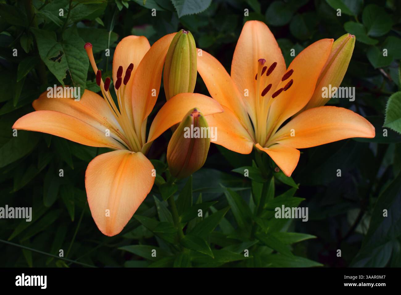 A close-up view of an orange lily flower in full bloom. The petals are ...