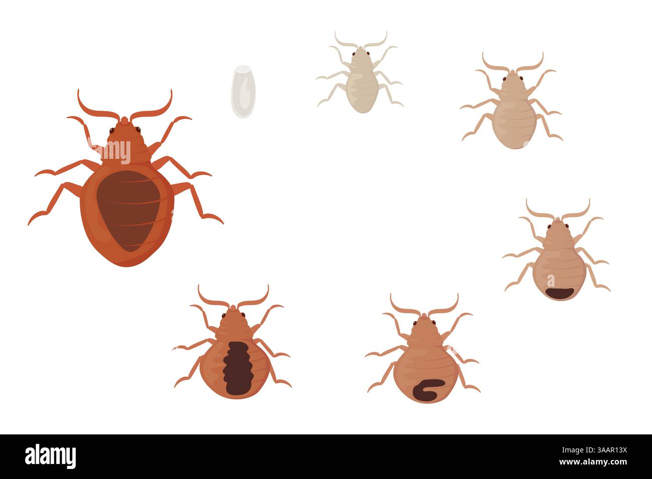 Illustrating the bed bug life cycle with stages from egg to adult, size ...